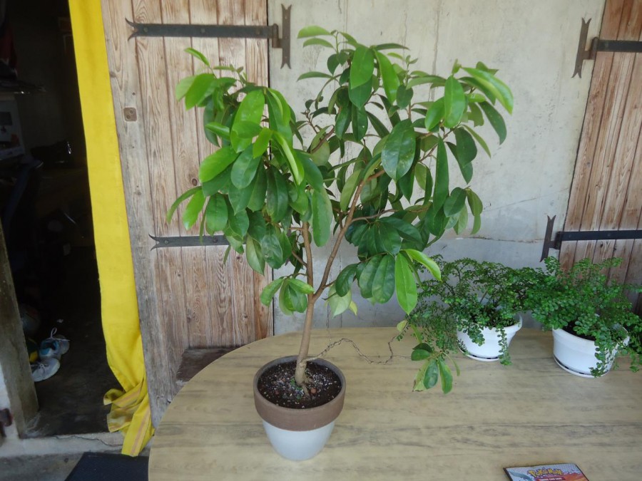 Comment faire pousser un arbre Corossol Graviola - Graviola